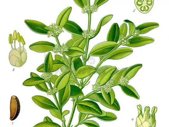 buxus sempervirens leaf extract